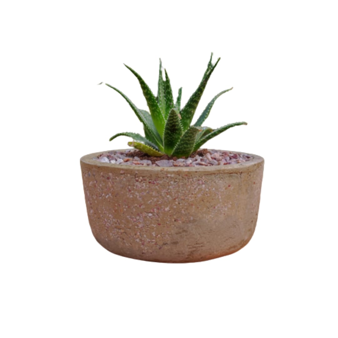 Maceta Ecológica CULTIVA 13 cm x 6 cm Línea Macetas y Jardineras - Real ...