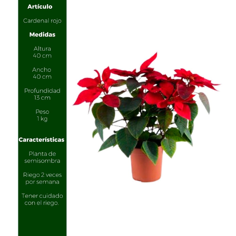 Planta Cardenal Rojo - Real Plaza